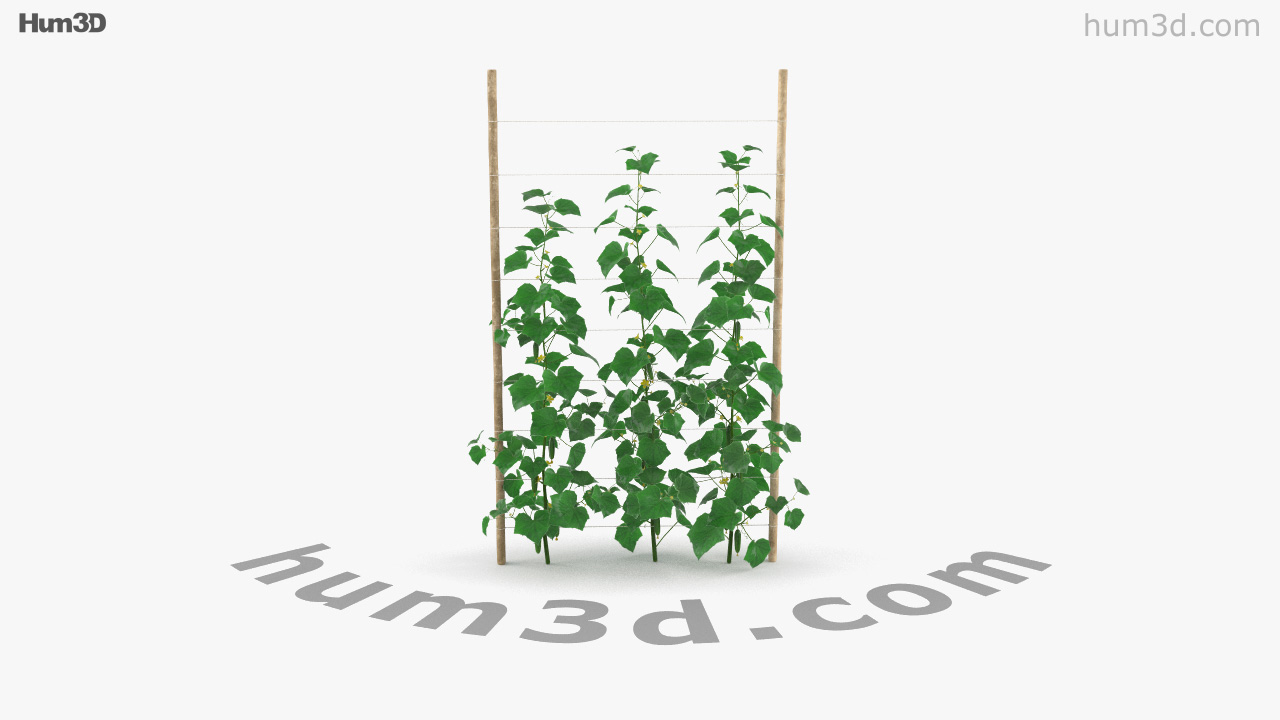360 view of Cucumber Plant 3D model - 3DModels store