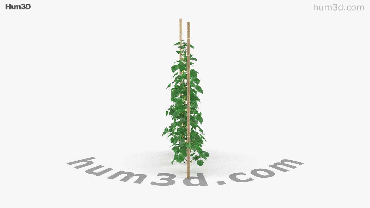 360 view of Cucumber Plant 3D model - 3DModels store