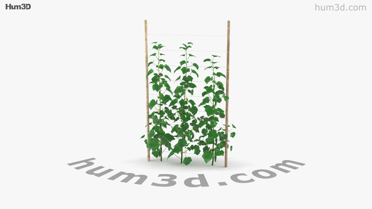 360 view of Cucumber Plant 3D model - 3DModels store