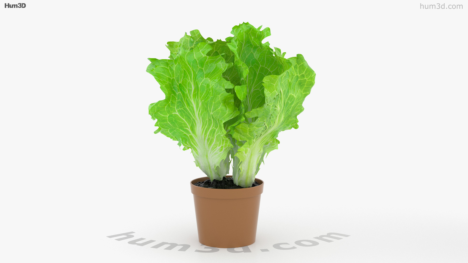 360 view of Lettuce Plant 3D model - 3DModels store