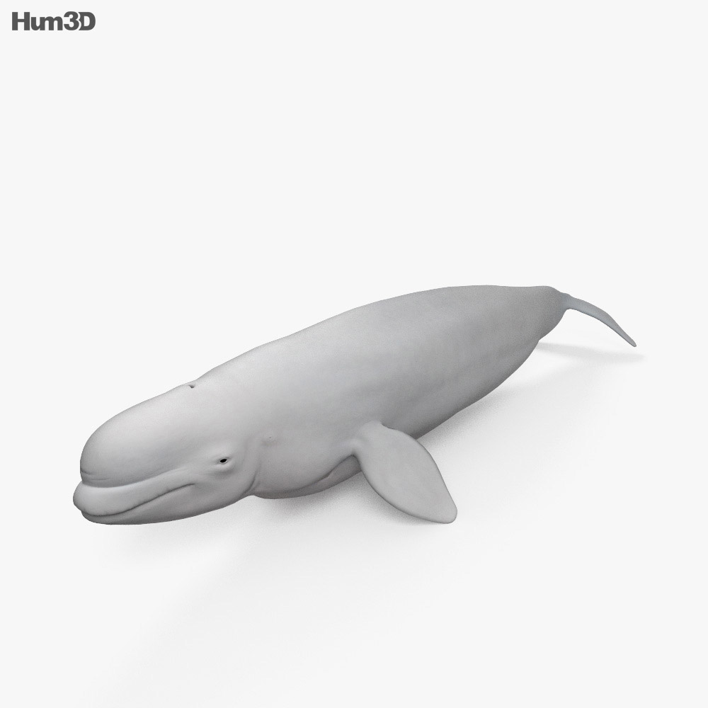 Beluga Whale Rigged 3D model - Download Marine Mammal on 3DModels.org