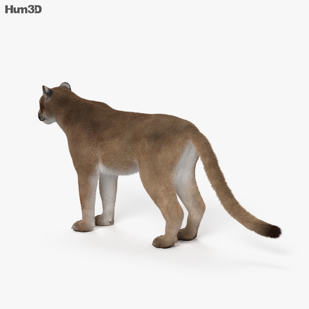 Animado Puma Modelo 3D - Descargar Mammalia activado 3DModels.org