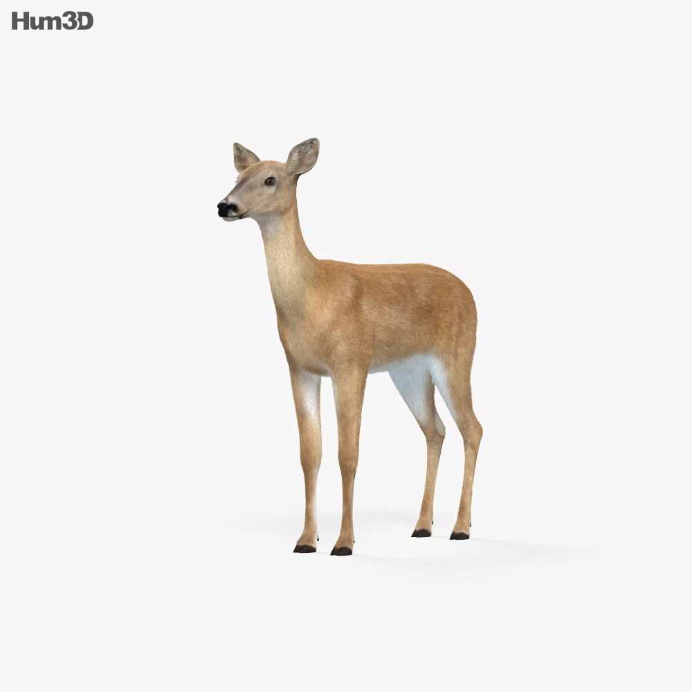 Doe Game ready 3D model - Download Mammals on 3DModels.org