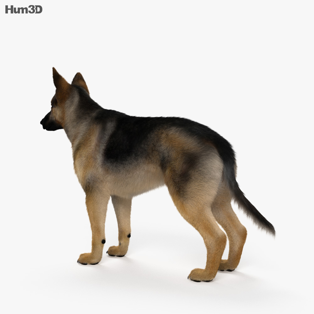 Animated German Shepherd 3D model - Download Mammals on 3DModels.org