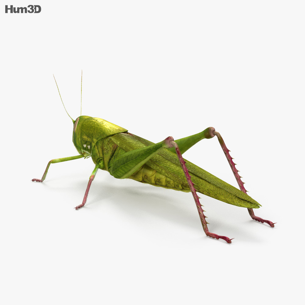 Animated Grasshopper 3D model - Download Insects on 3DModels.org