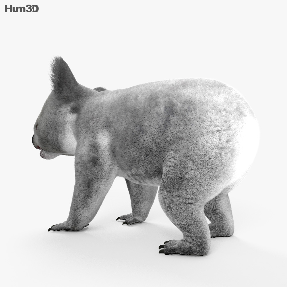Koala 3D model - Download Mammals on 3DModels.org