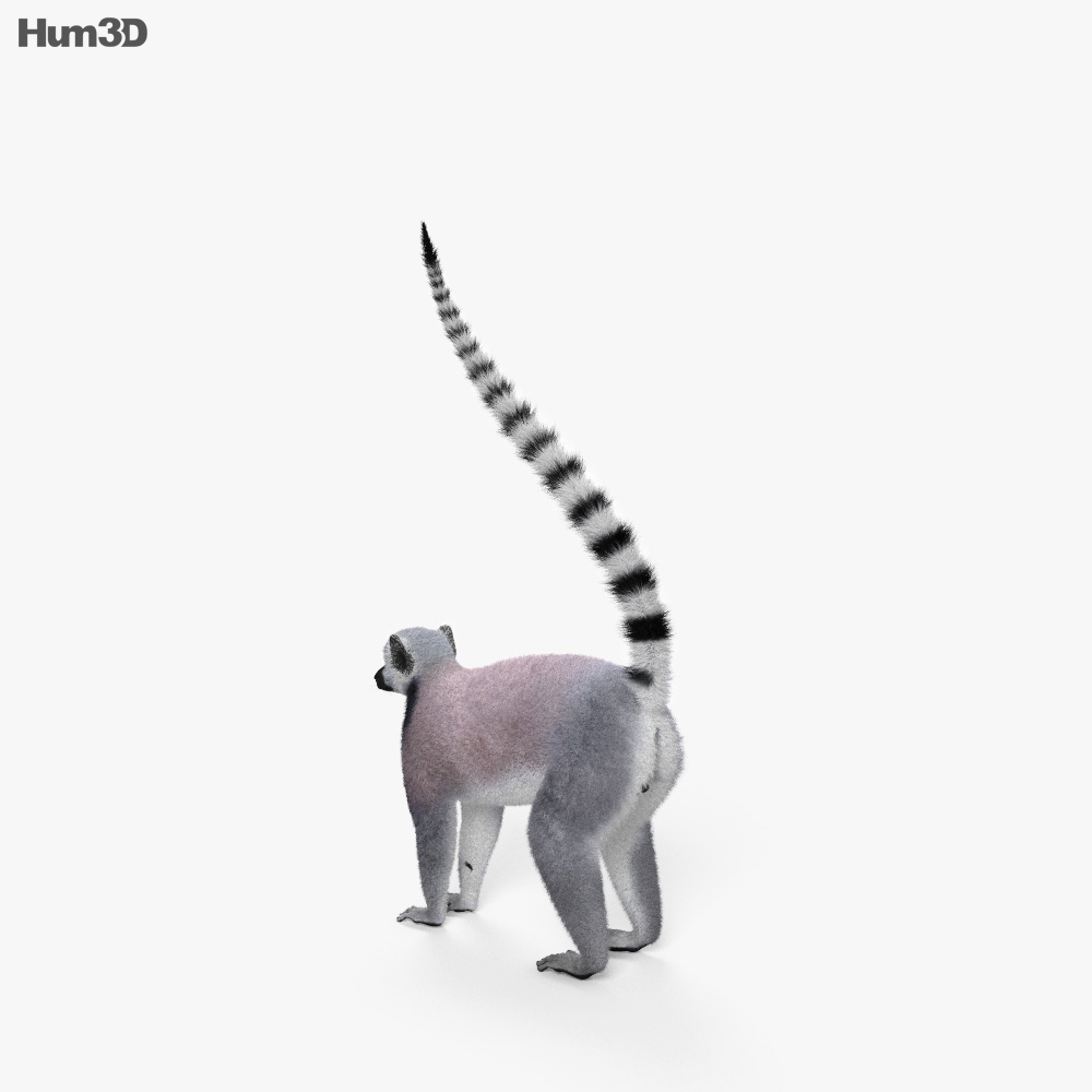 Animated Ring-Tailed Lemur 3D model - Download Mammals on 3DModels.org