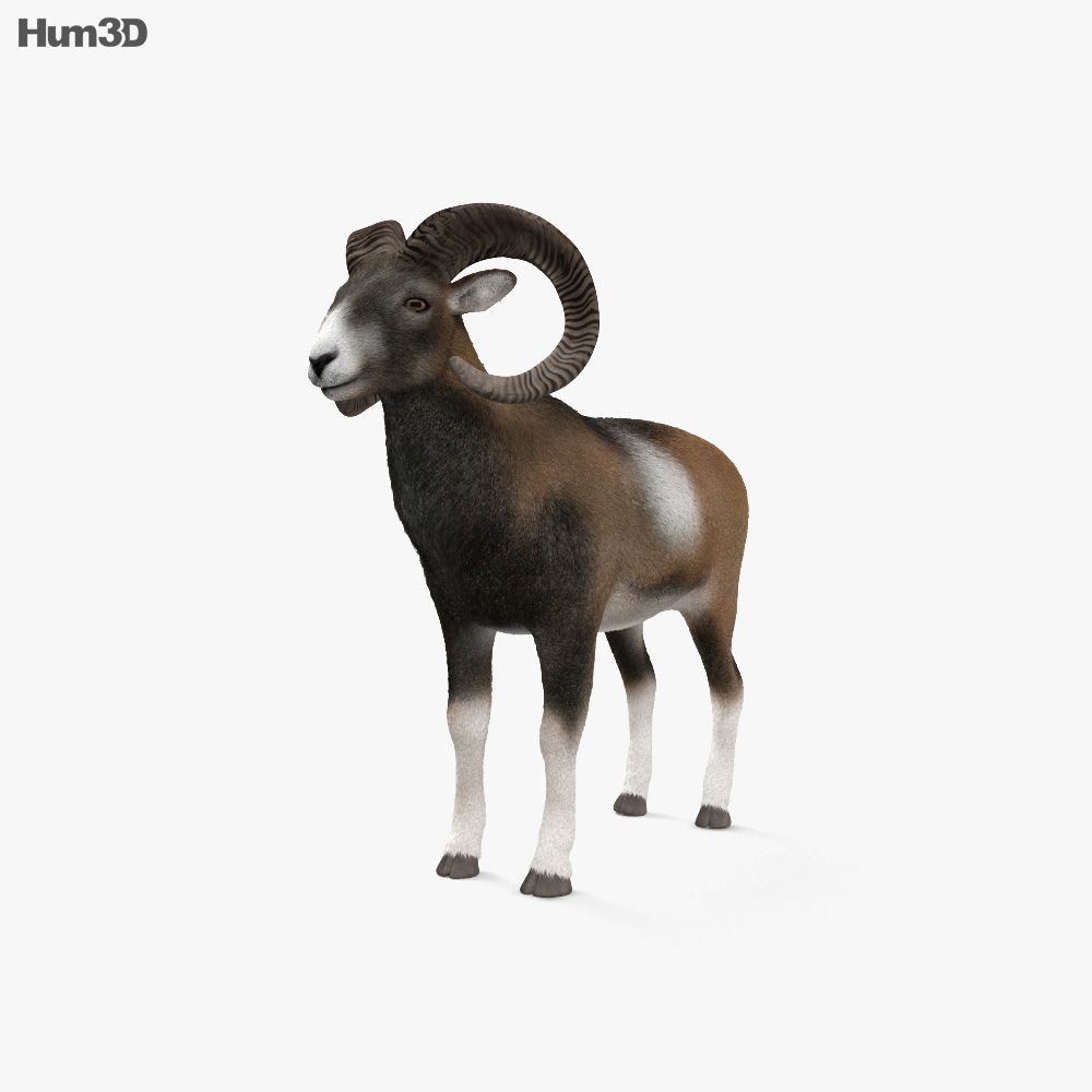 Animated Mouflon 3D model - Download Mammals on 3DModels.org
