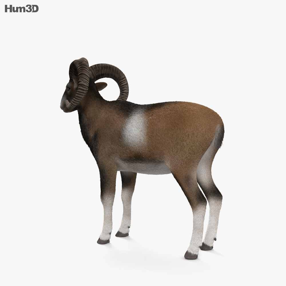 Animated Mouflon 3D model - Download Mammals on 3DModels.org