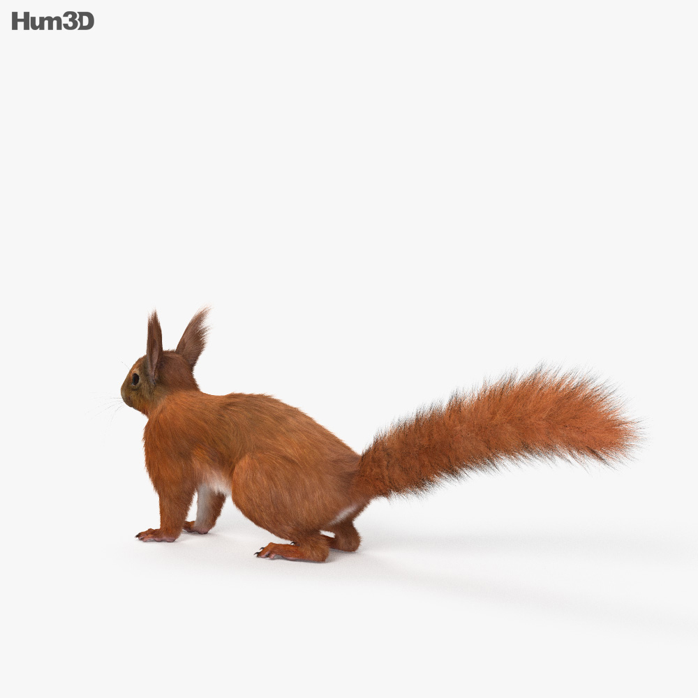 Animated American Red Squirrel 3D model - Download Mammals on 3DModels.org