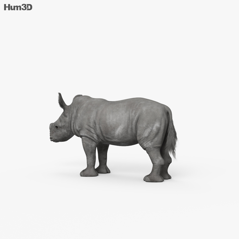 Animated Rhinoceros Cub 3D model - Download Mammals on 3DModels.org