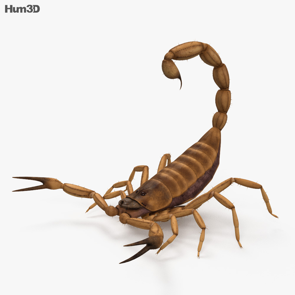 Animated Scorpion 3D model - Download Arthropod on 3DModels.org
