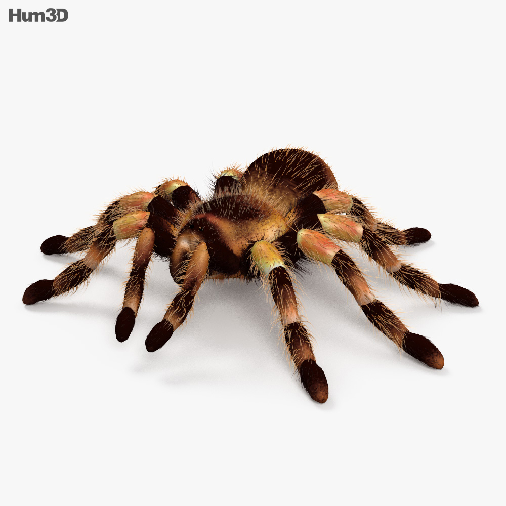 Tarantula 3D model - Download Arthropod on 3DModels.org