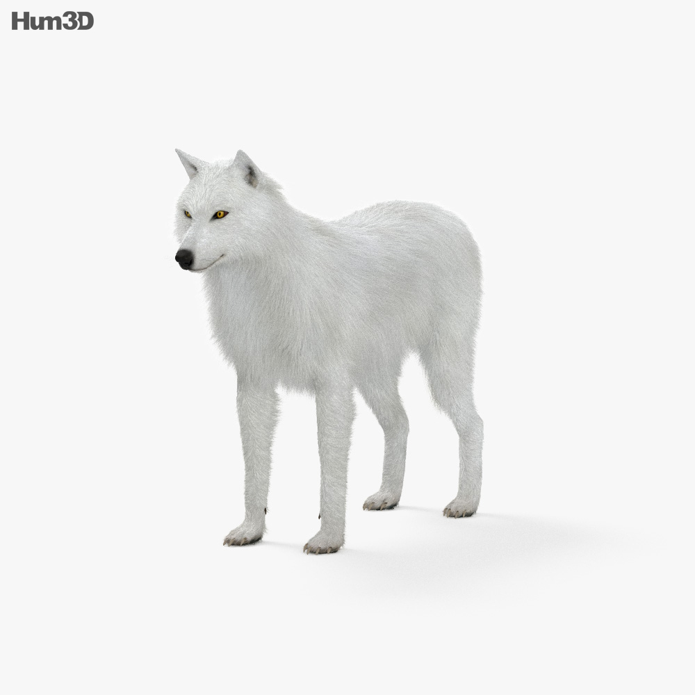 Arctic Wolf Game ready 3D model - Download Mammals on 3DModels.org
