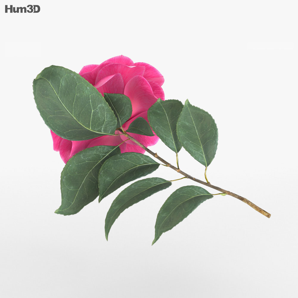 Camellia 3D model - Download Flowers on 3DModels.org