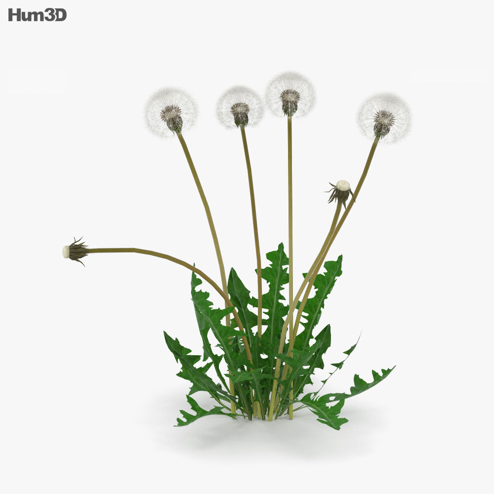 Dandelion White 3D model - Download Flowers on 3DModels.org