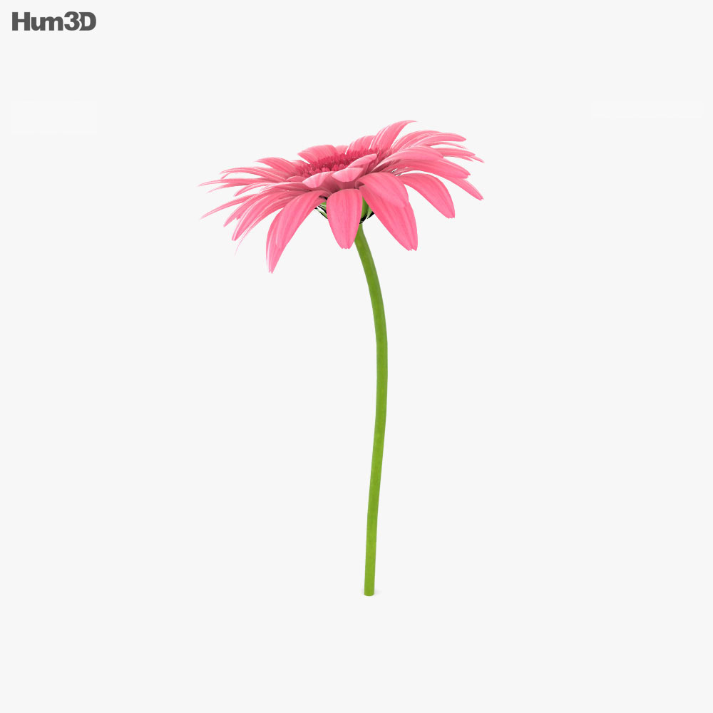 Gerbera Pink 3D model - Download Flowers on 3DModels.org