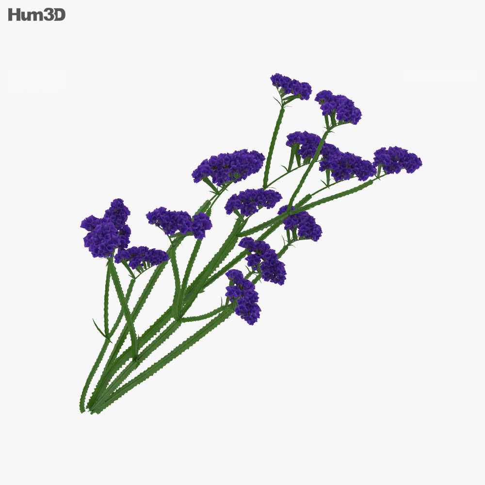Wavyleaf sea lavender 3D model - Download Flowers on 3DModels.org