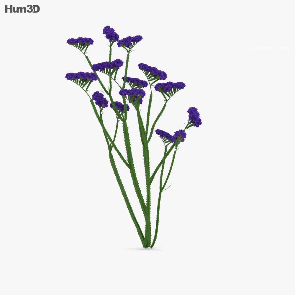 Wavyleaf sea lavender 3D model - Download Flowers on 3DModels.org