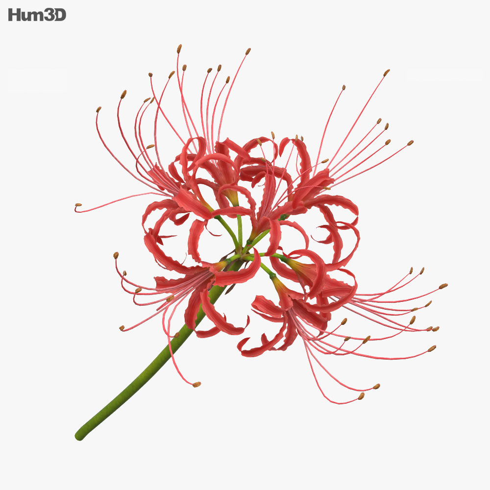 Red Spider Lily 3D model - Download Flowers on 3DModels.org