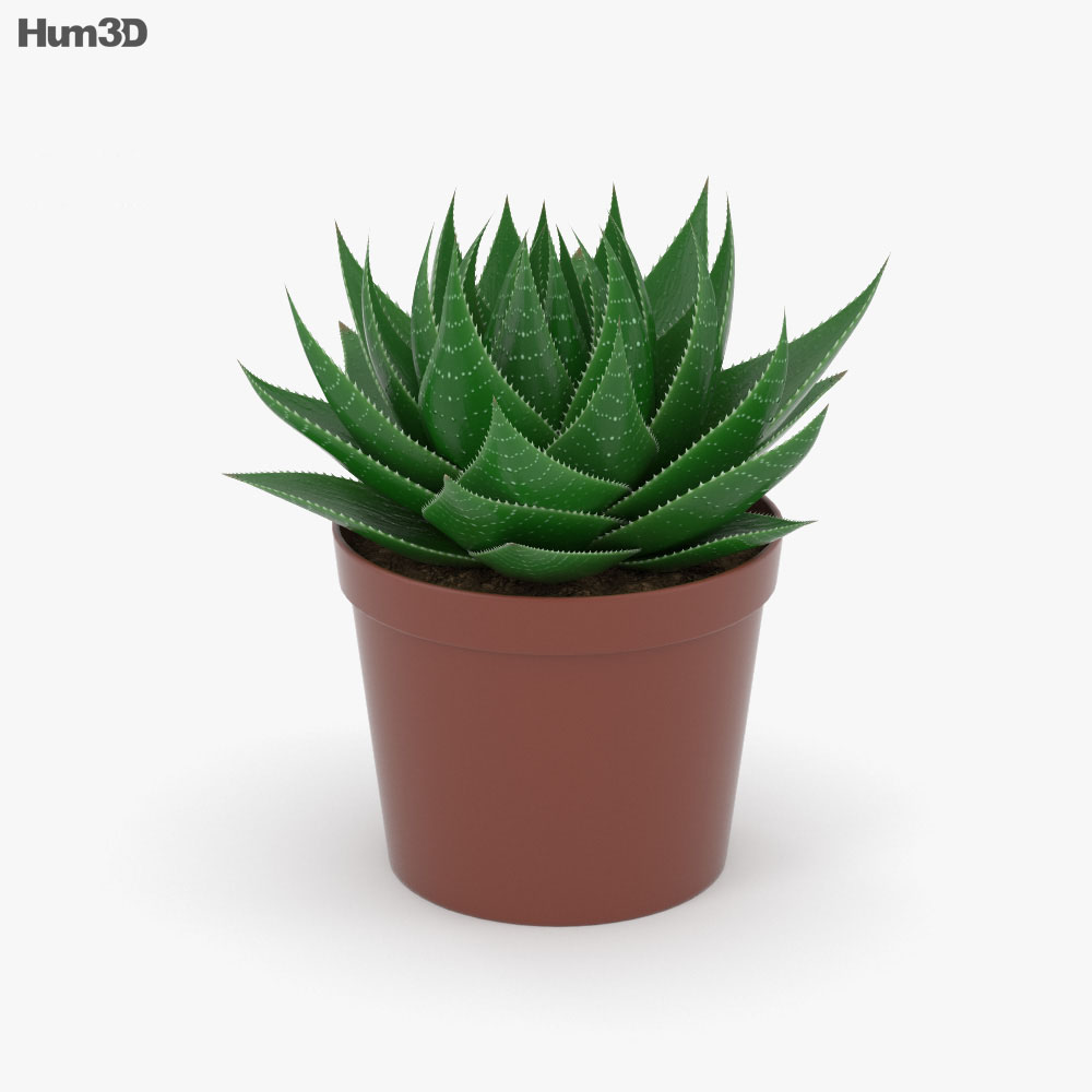 Aloe 3D model - Download Houseplants on 3DModels.org
