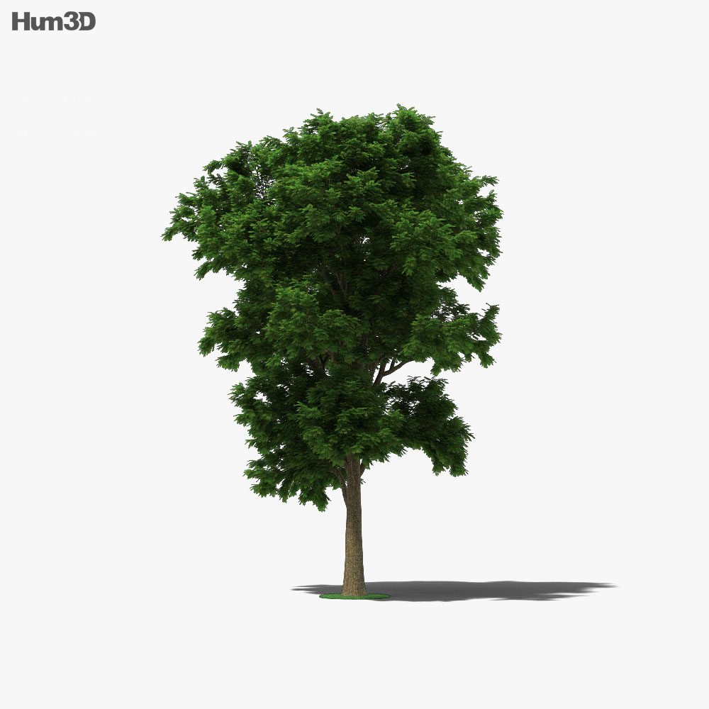 Ash Tree 3D model - Download Trees on 3DModels.org