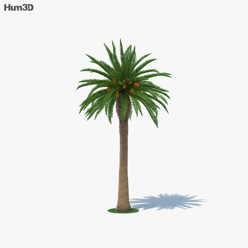 Palmera datilera Modelo 3D - Descargar Árboles on 3DModels.org