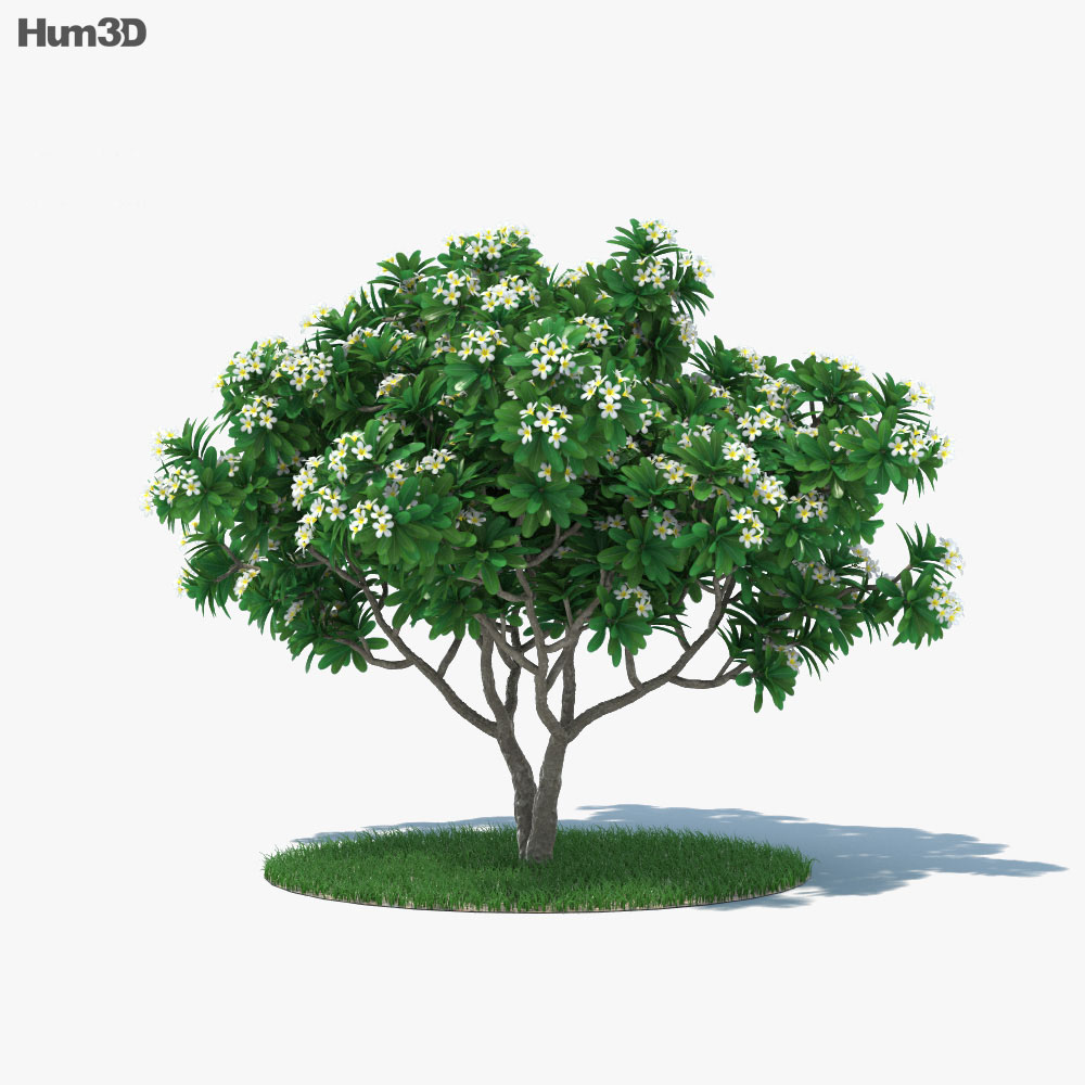 Frangipani Tree 3D model - Download Trees on 3DModels.org