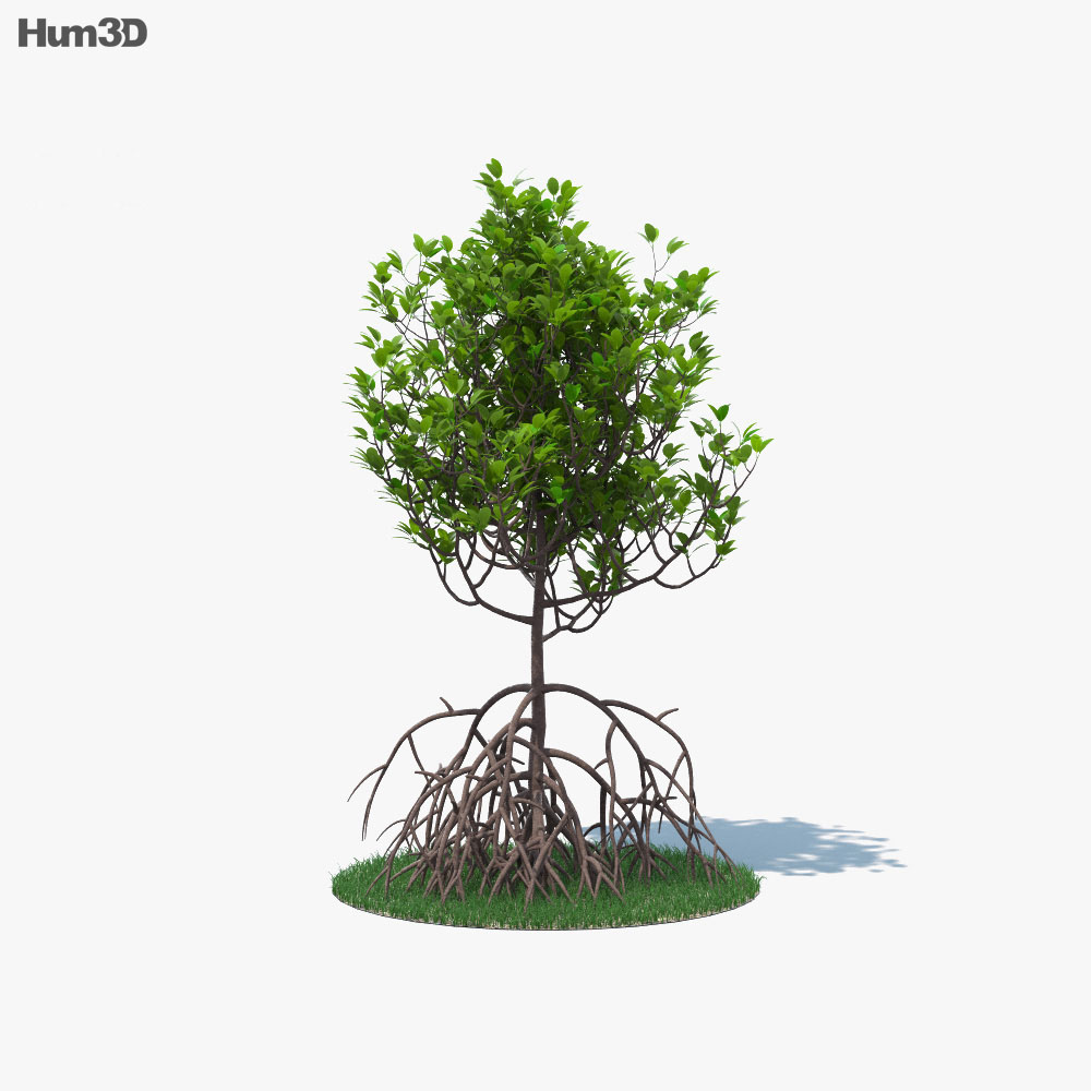 Mangrove 3D model - Download Trees on 3DModels.org