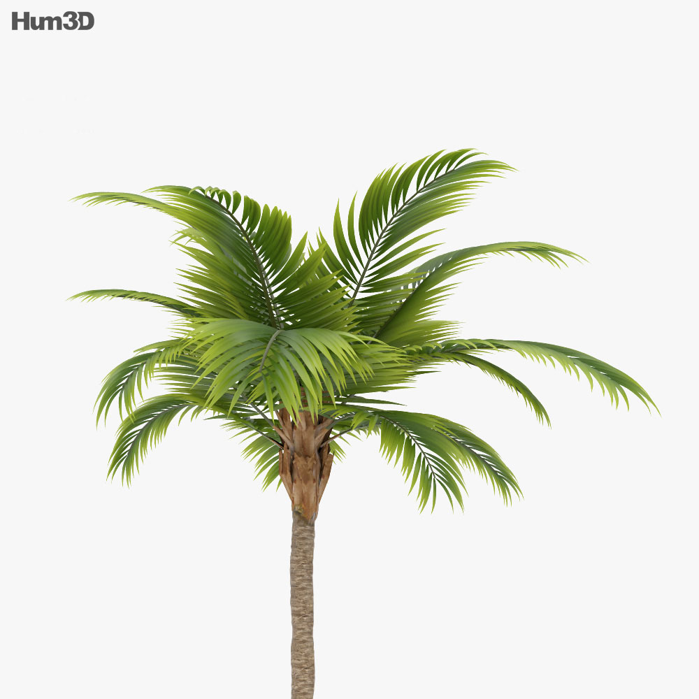 Palm Tree 3D model - Download Trees on 3DModels.org