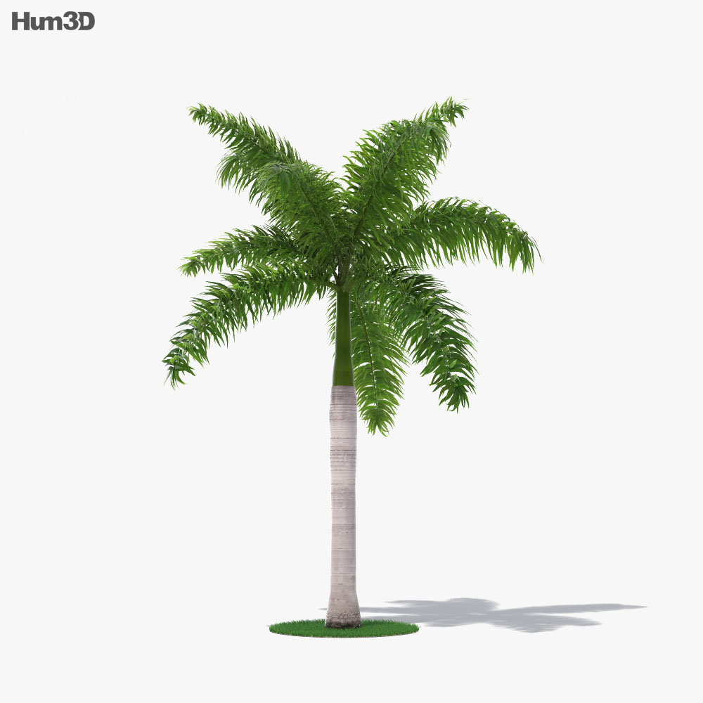 Royal palm 3D model - Download Trees on 3DModels.org