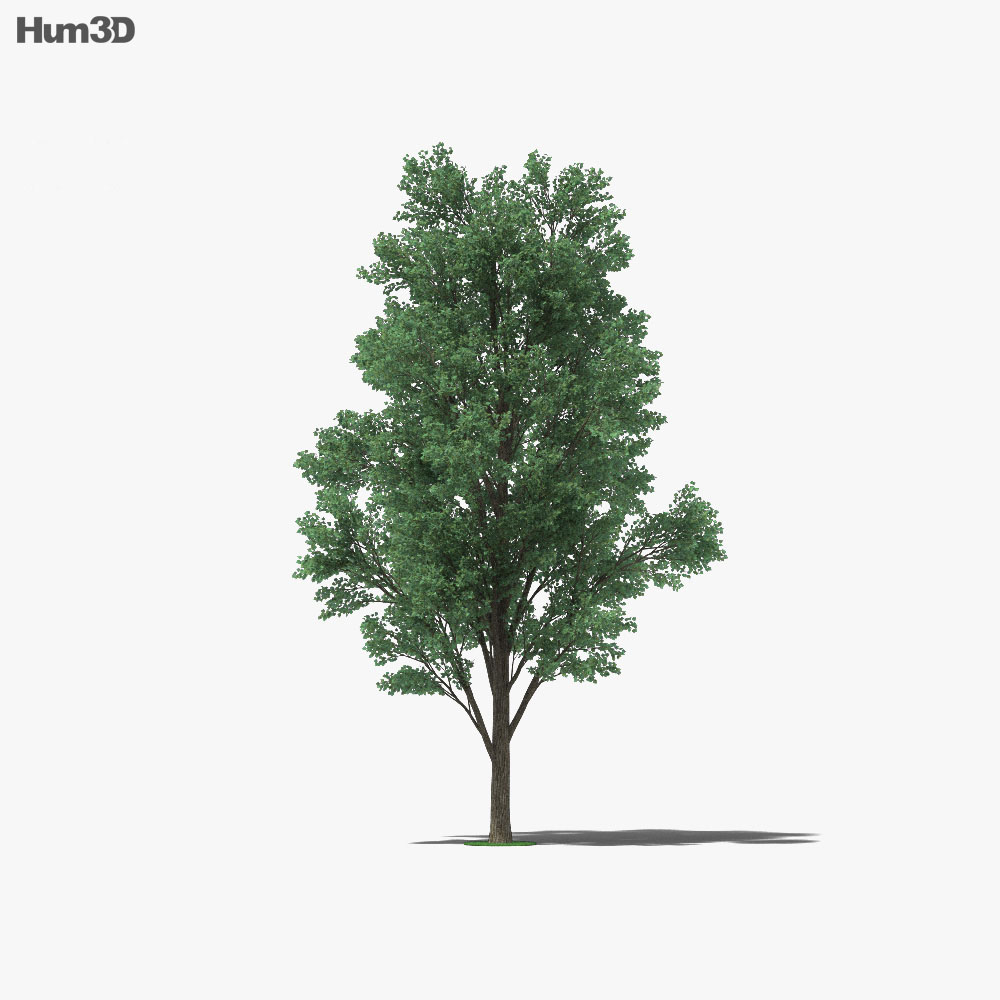 Cottonwood 3D model - Download Trees on 3DModels.org