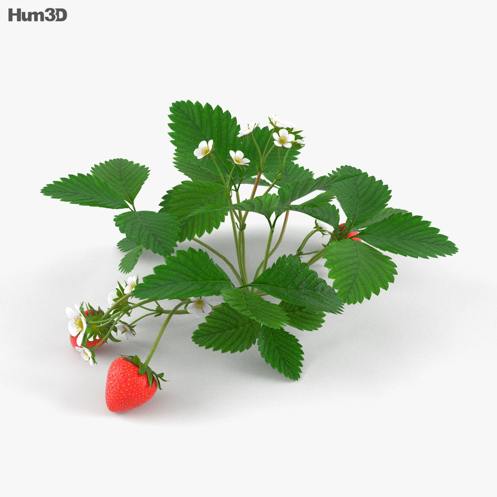 Strawberry Plant 3D model - Download Farm Crops on 3DModels.org