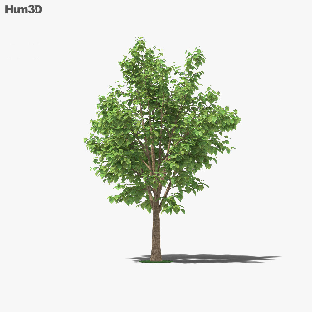 Teak Tree 3D model - Download Trees on 3DModels.org