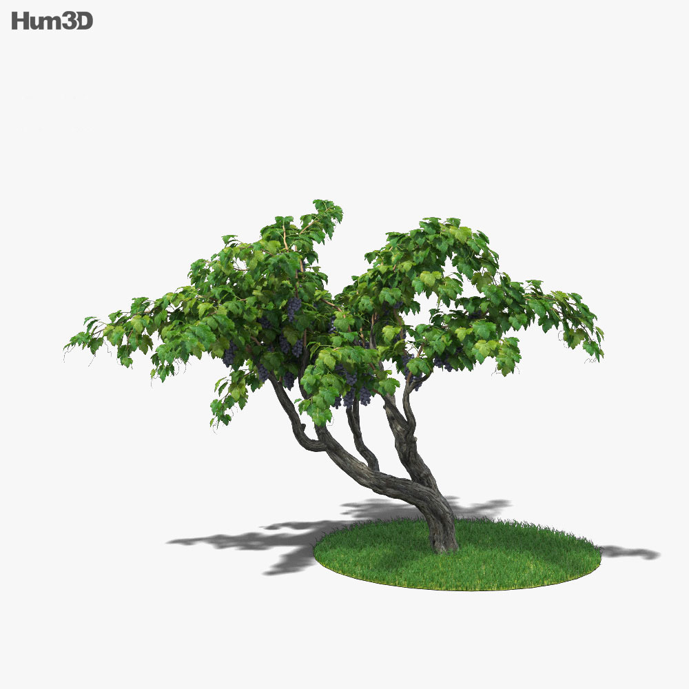 Vineyard 3D model - Download Farm Crops on 3DModels.org