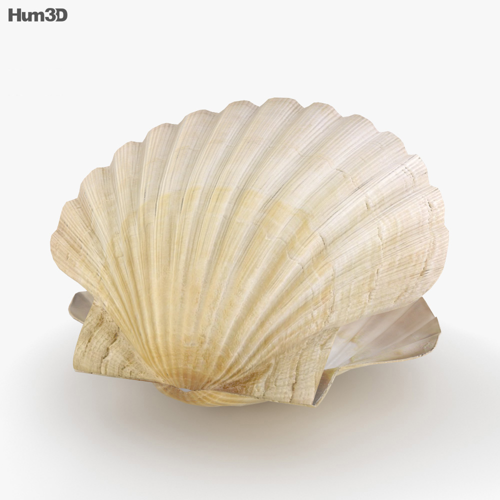 Seashell with Pearl 3D model - Download Jewelry on 3DModels.org